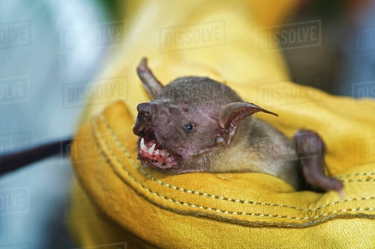 A Fishing Bat Being Held - Stock Photo - Dissolve