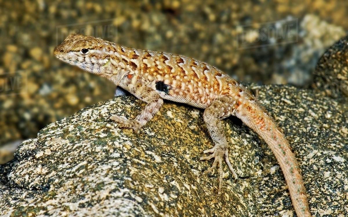 Side-Blotched Lizard - Stock Photo - Dissolve