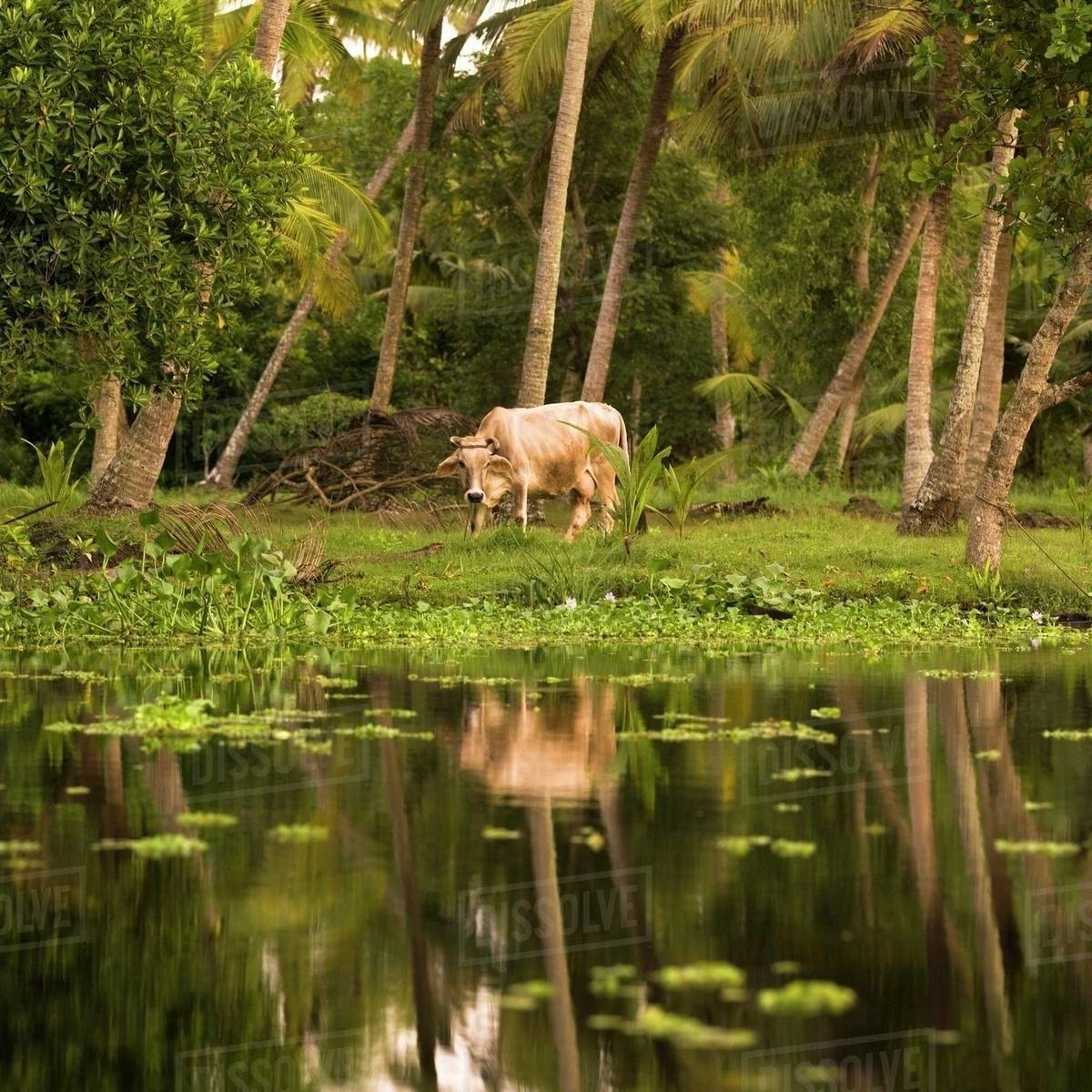 Animal Reflection, Kerala, India - Royalty-free Stock Photo | Dissolve
