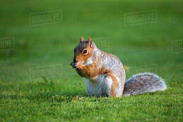 Squirrel On Grass - Stock Photo - Dissolve