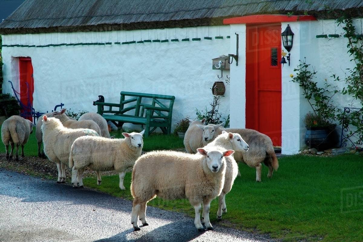 Sheep At Traditional Cottage In Malin Head, Donegal, Ireland - Royalty ...