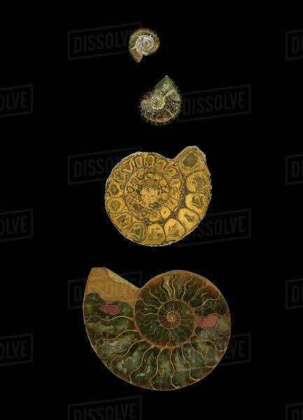 Fossilized Sea Shells (Nautilus) - Royalty-free Stock Photo | Dissolve