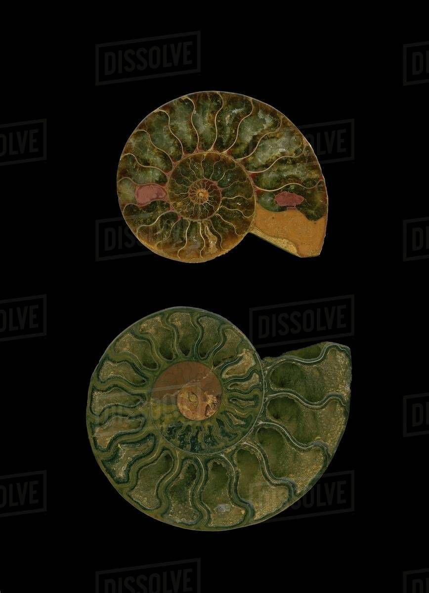 Fossilized Sea And Marine Shells Or Nautilus - Royalty-free Stock Photo ...