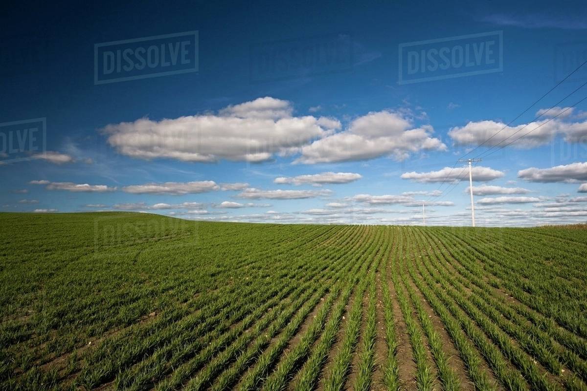 Prairie Field, Saskatchewan, Canada - Royalty-free Stock Photo | Dissolve