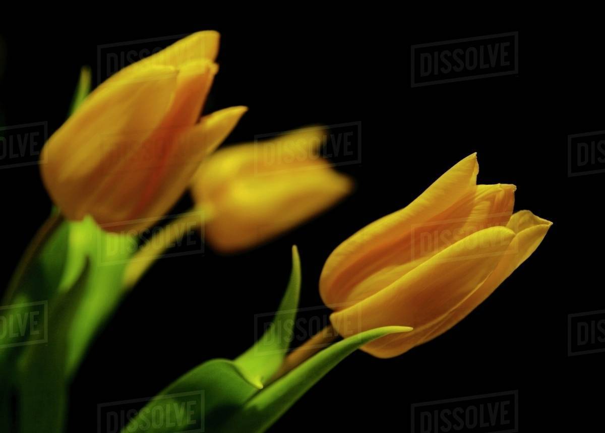 Yellow Tulips - Royalty-free Stock Photo | Dissolve