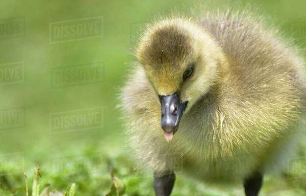 Baby Duckling - Stock Photo - Dissolve