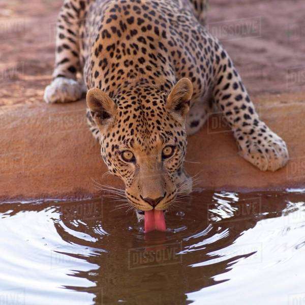 Leopard Drinking - Royalty-free Stock Photo | Dissolve