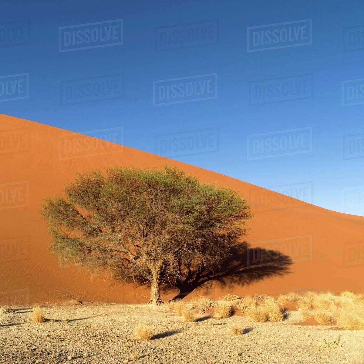Tree In Desert, Namibia, Africa - Royalty-free Stock Photo | Dissolve