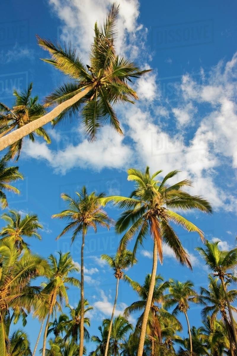 Palm Trees, Zanzibar, Tanzania, Africa - Royalty-free Stock Photo ...