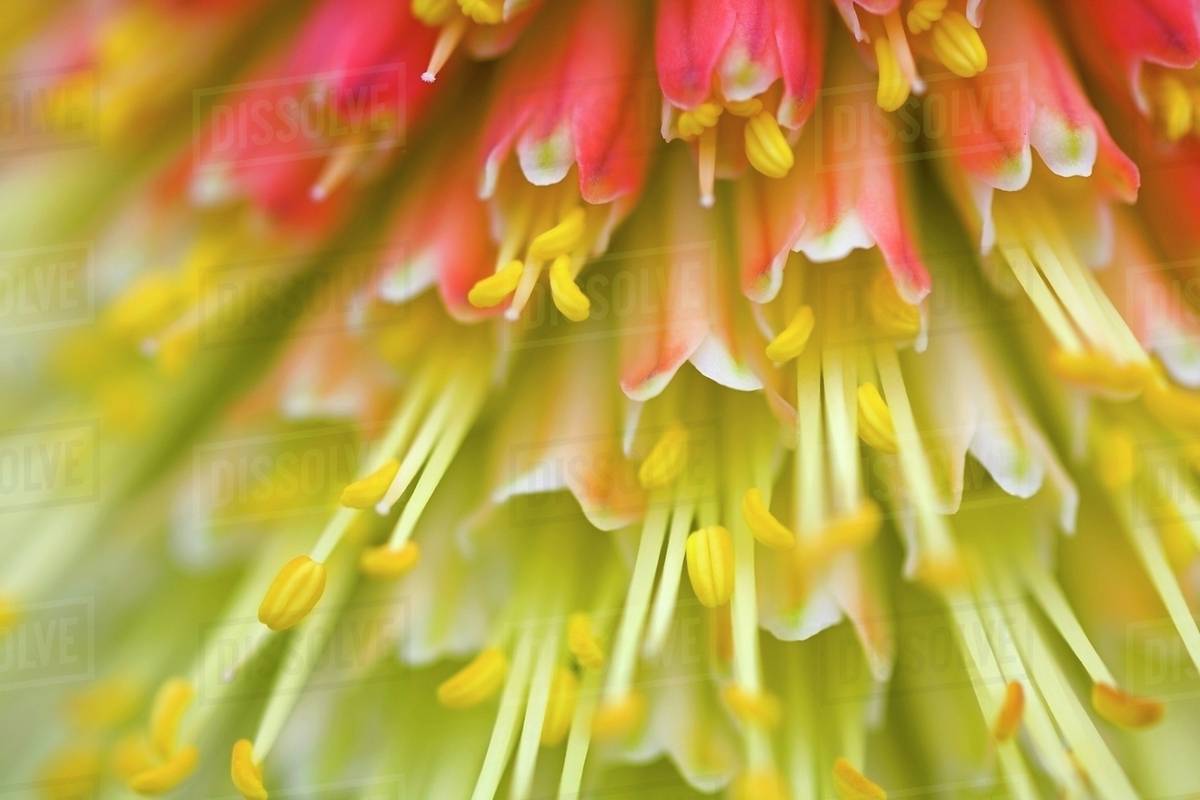 Close Up Of Flower Stamen - Royalty-free Stock Photo | Dissolve