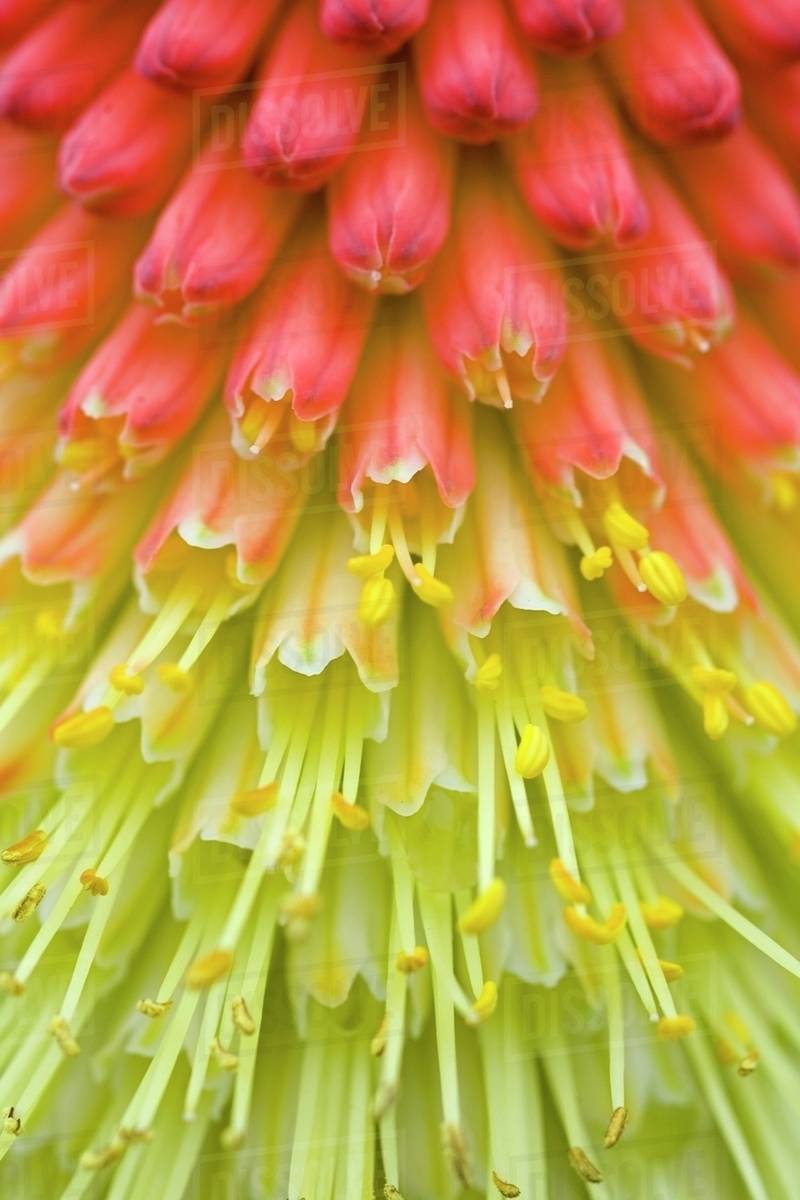 Close Up Of Flower Stamen - Stock Photo - Dissolve