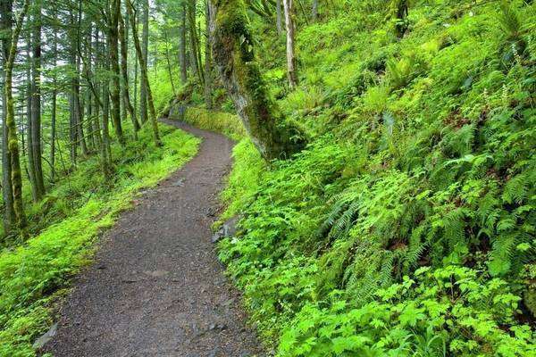 Pathway, Columbia River Gorge, Oregon, United States Of America ...