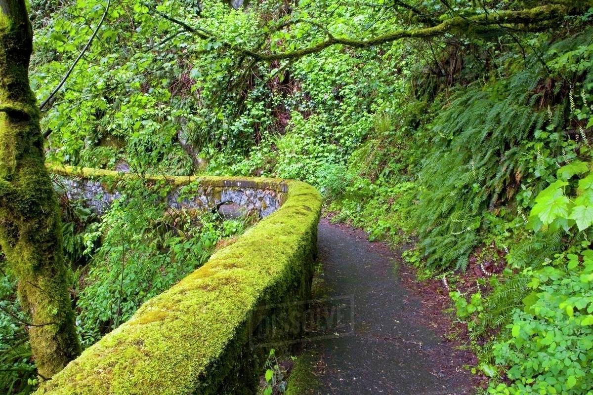 Pathway Through Forest, Columbia River Gorge, Oregon, United States Of ...