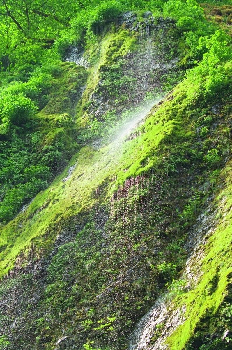 Spring Trickle And Moss, Tanner Creek Falls, Columbia River Gorge ...