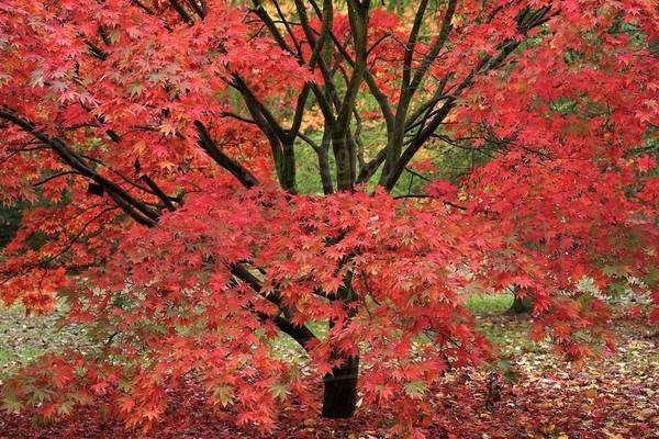 Red Acer Tree - Stock Photo - Dissolve