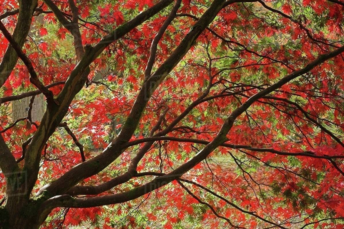 Acer Tree - Stock Photo - Dissolve