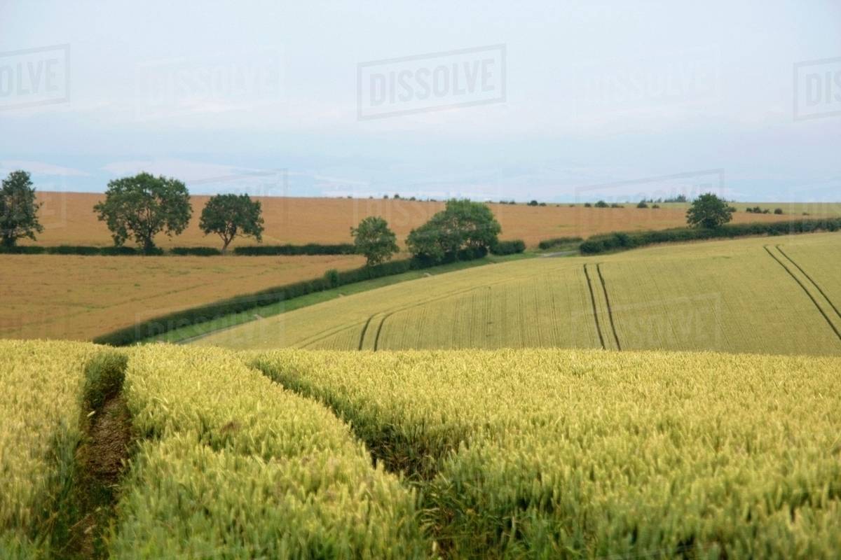 Wheat Fields, England - Royalty-free Stock Photo | Dissolve