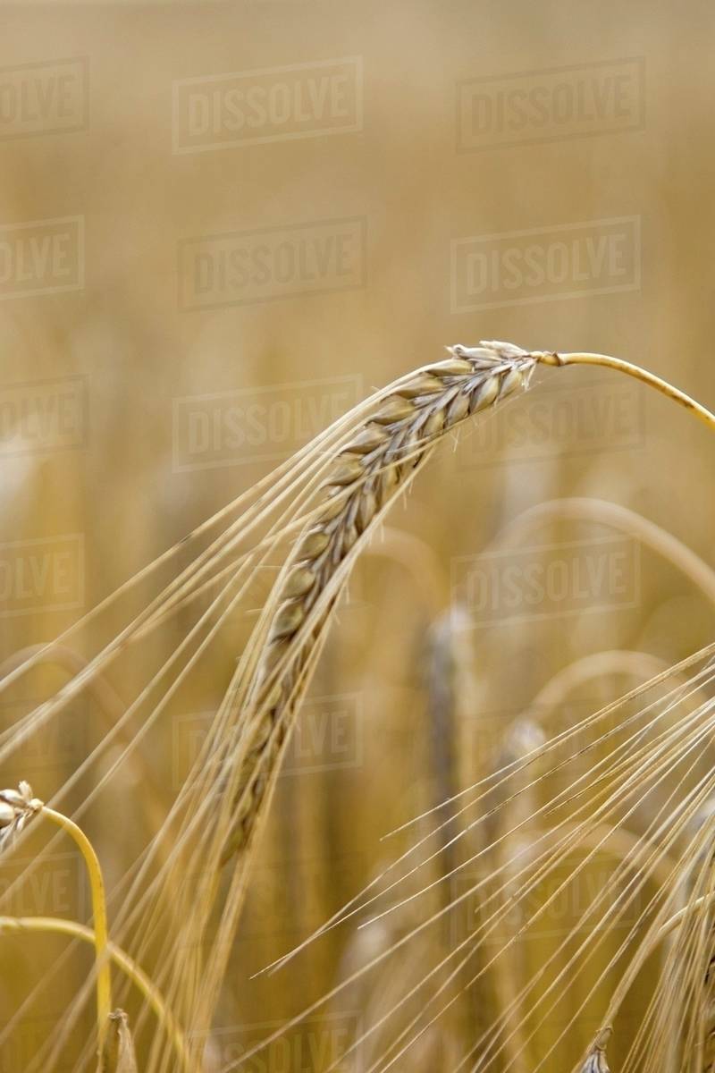 Close-Up Of Wheat - Royalty-free Stock Photo | Dissolve