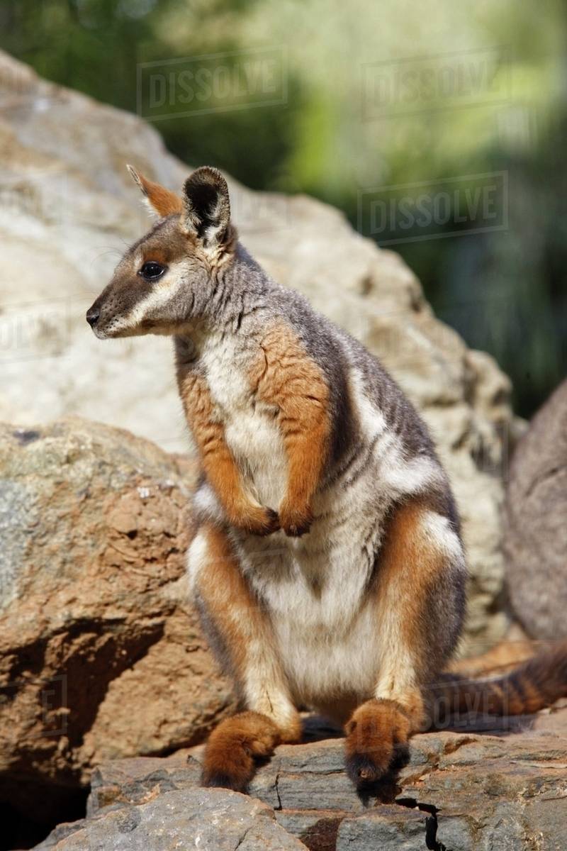 Yellow-Footed Rock Wallaby, Petrogale Xanthopus, Australia - Royalty ...