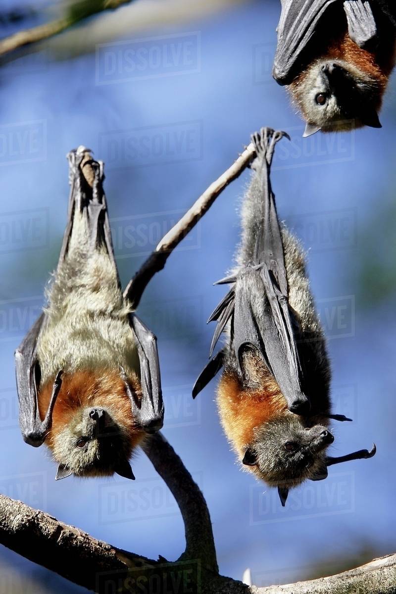Grey-Headed Flying Fox Fruitbats, Pteropus Poliocephalus, Australia ...