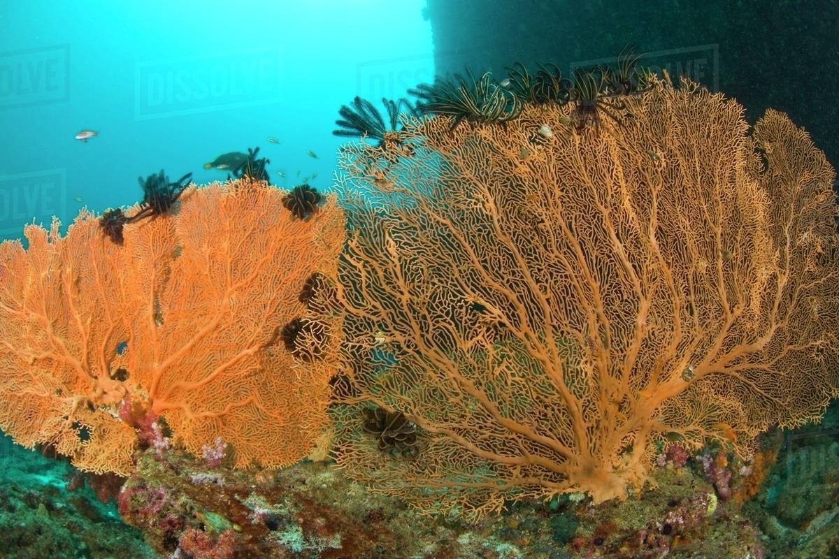 Large Gorgonian Sea Fans - Royalty-free Stock Photo | Dissolve