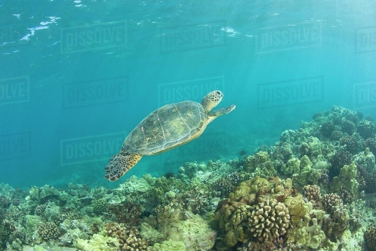 Green Sea Turtle (Chelonioidea), Turtle Cleaning Station, South Maui ...