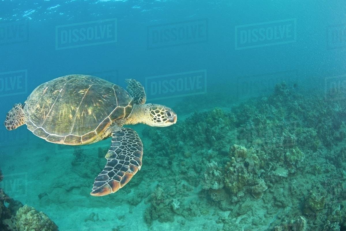 Green Sea Turtle, Turtle Cleaning Station, South Maui, Hawaii, Usa ...