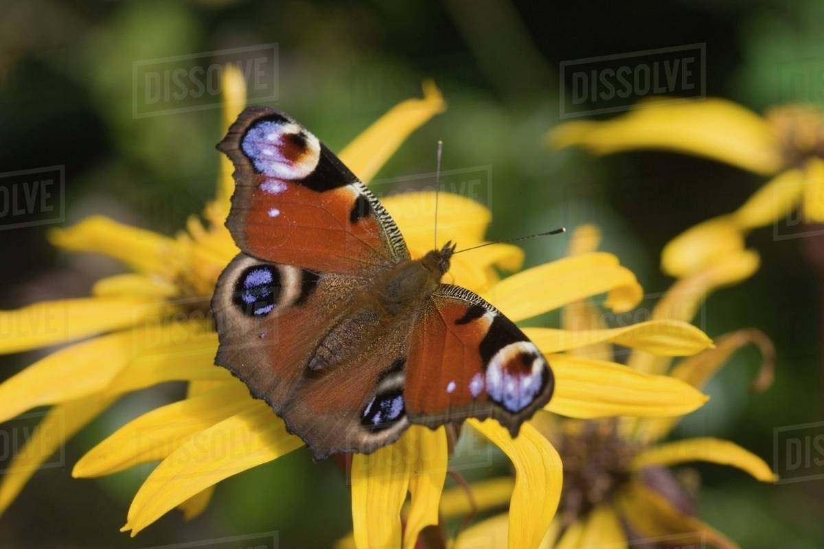 Butterfly (Lepidoptera) - Royalty-free Stock Photo | Dissolve