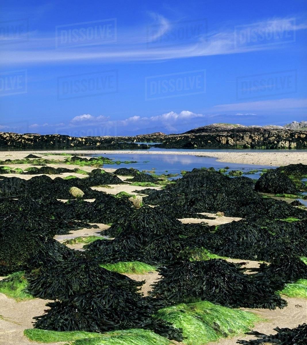 Beach With Seaweed, Cliad Beach, Island Of Col, Inner Hebrides ...