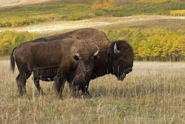 Waterton National Park, Alberta, Canada; Buffalo - Royalty-free Stock ...