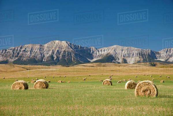 Field Of Hay Bales, Alberta, Canada - Royalty-free Stock Photo | Dissolve