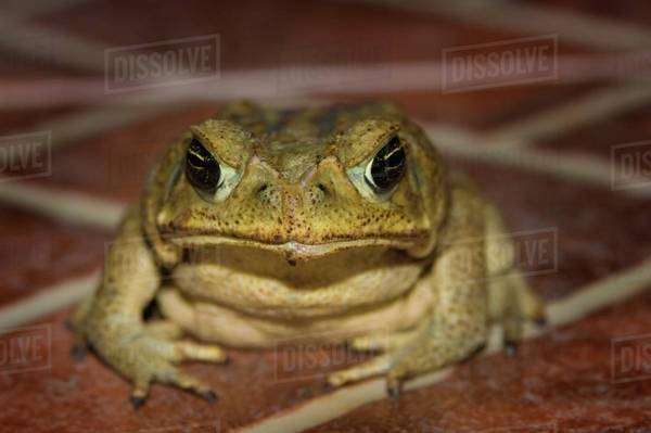 Cane Toad (Bufo Marinus) - Royalty-free Stock Photo | Dissolve