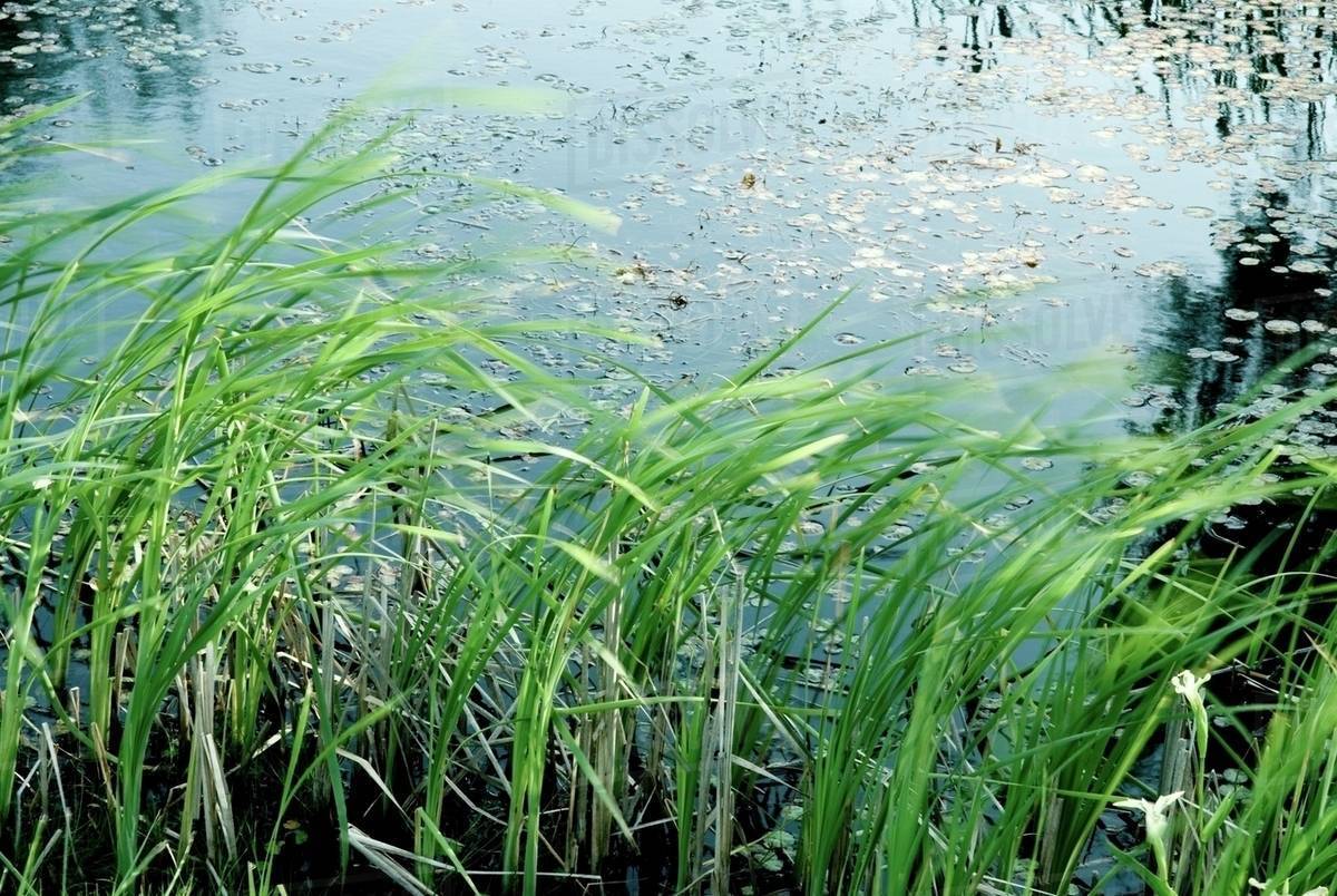 Grass Along A Pond - Royalty-free Stock Photo | Dissolve