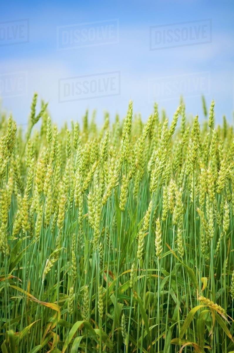 Wheat Crop - Stock Photo - Dissolve