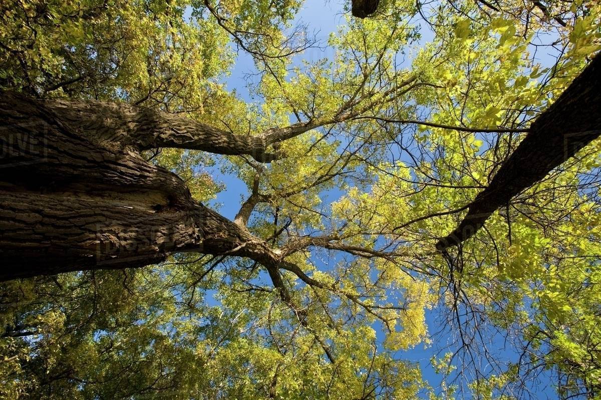 Tall Trees - Royalty-free Stock Photo | Dissolve