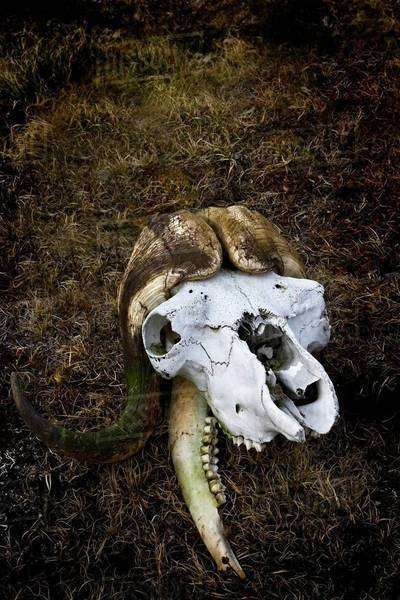 Muskox Skull - Royalty-free Stock Photo | Dissolve