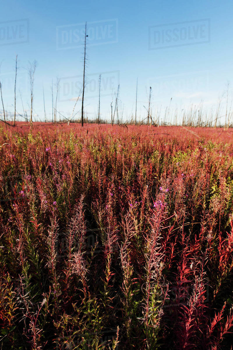 Spent Fireweed On The Dalton Highway, North Slope Haul Road, Arctic ...