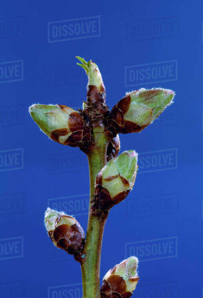 Agriculture - Almond flowering stages: Green Tip; variety: Mission, 2/3 ...