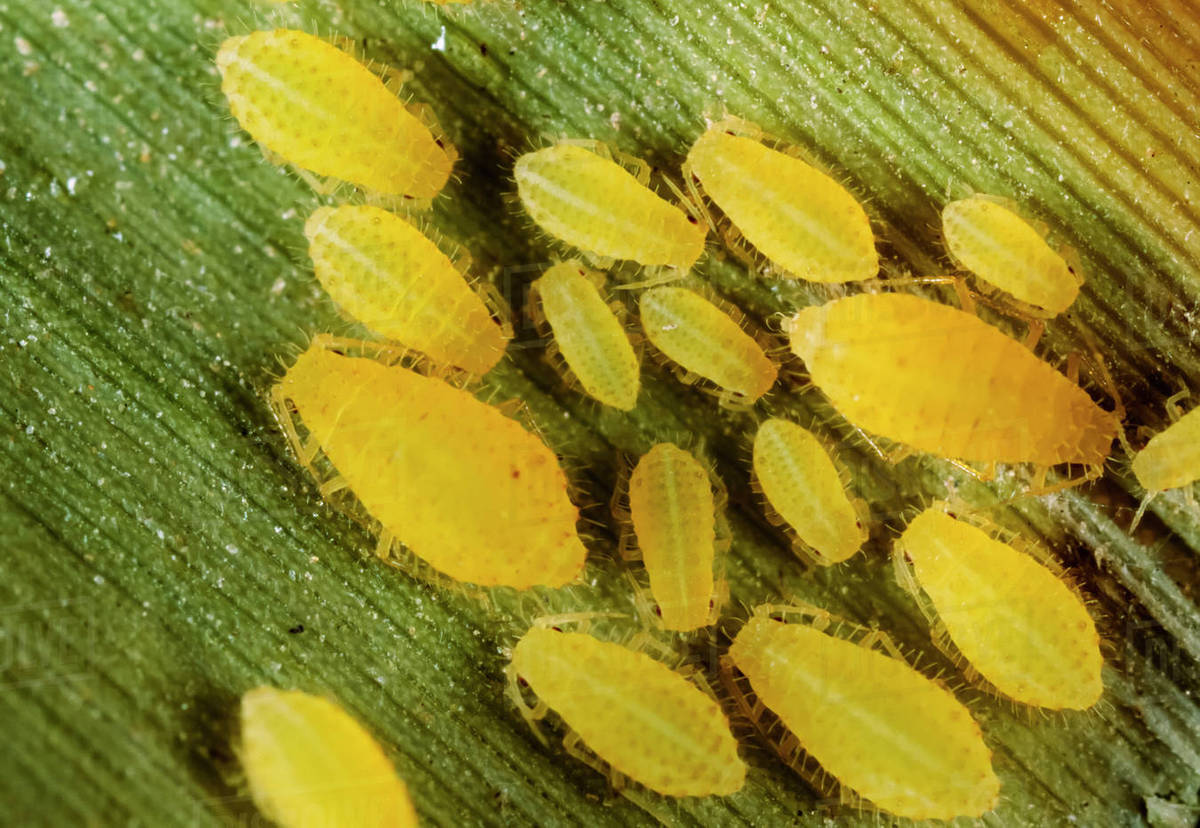 Agriculture - Sugarcane aphid (Melanaphis sacchari) adults and nymphs ...