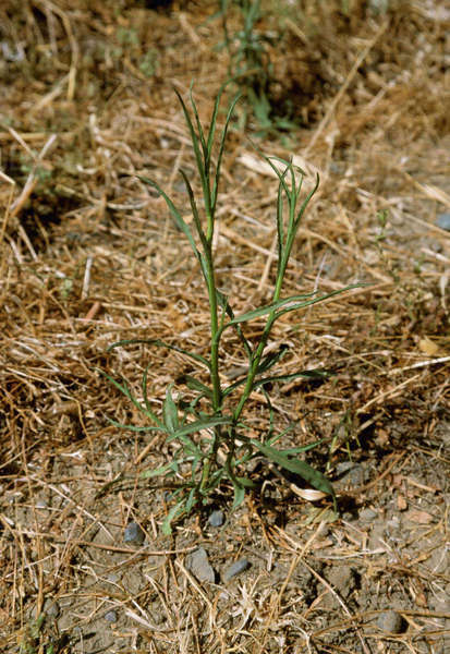 Agriculture - Weeds, Slender Aster (Aster subulatus, var. ligulatus ...