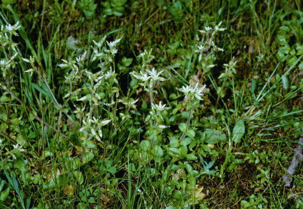 Agriculture - Weeds, Sticky Chickweed (Cerastium glomeratum) aka ...