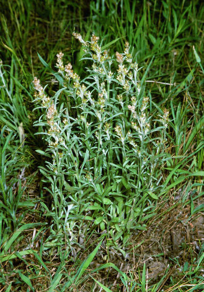 Agriculture - Weeds, Purple Cudweed (Gnaphalium purpureum) aka. Catfoot ...