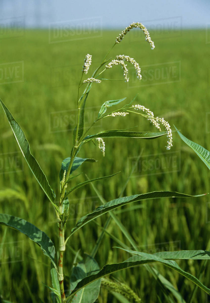Agriculture - Weeds, Pale Smartweed (Polygonum lapathifolium) aka ...