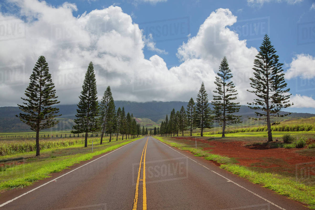 The sunny tree-lined Manele Road, Highway 440; Lanai, Hawaii, United ...