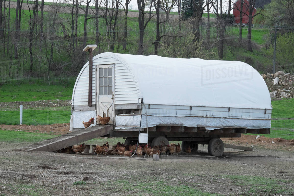 Amish chicken house with Road Island Red chickens; Lancaster ...