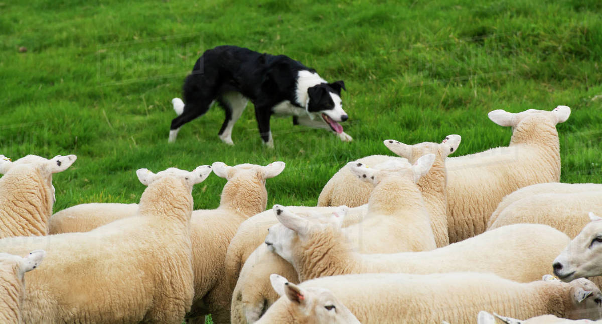 Border Collie Sheepdog Working A Flock Of Sheep Cumbria England Border Collie Sheepdog Working A Flock Of Sheep Cumbria England