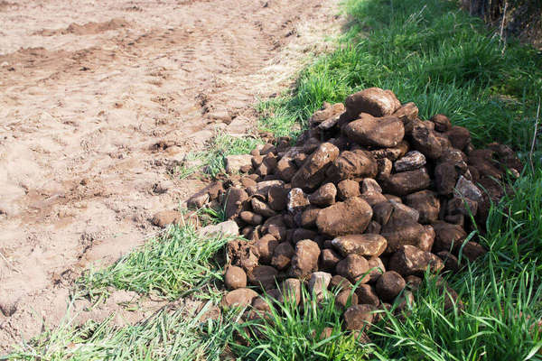 Stones taken from seed bed and dropped onto the edge of the headland ...