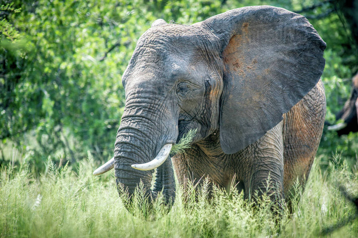 Elephant (elephantidae) feeding at Dinokeng Game Reserve; South Africa ...