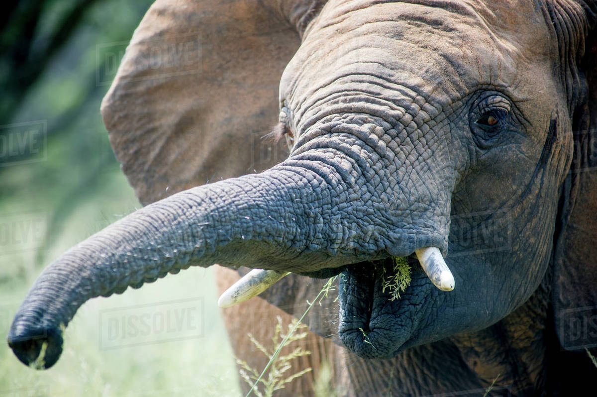 Elephant (elephantidae) feeding at Dinokeng Game Reserve; South Africa ...