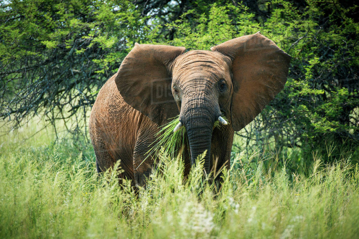 Elephant (elephantidae) feeding at Dinokeng Game Reserve; South Africa ...